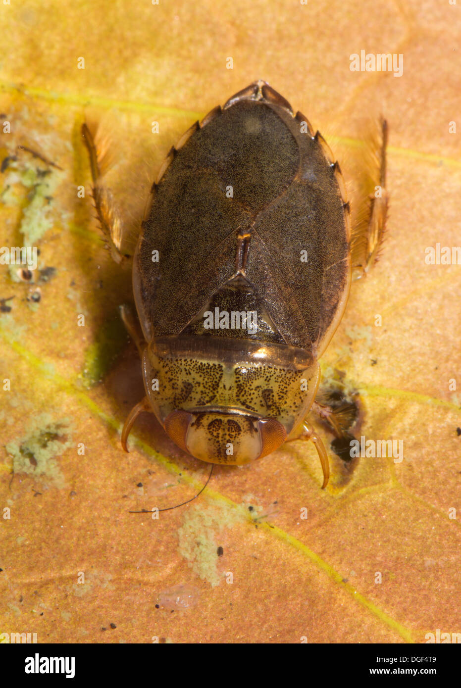 A Saucer bug. Photo taken in an aquarium set up and creature released ...