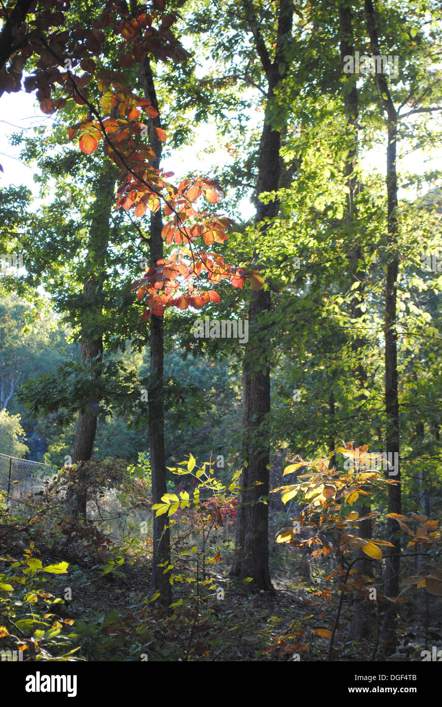 Afternoon sunlight captured shining through an early fall forest scene ...