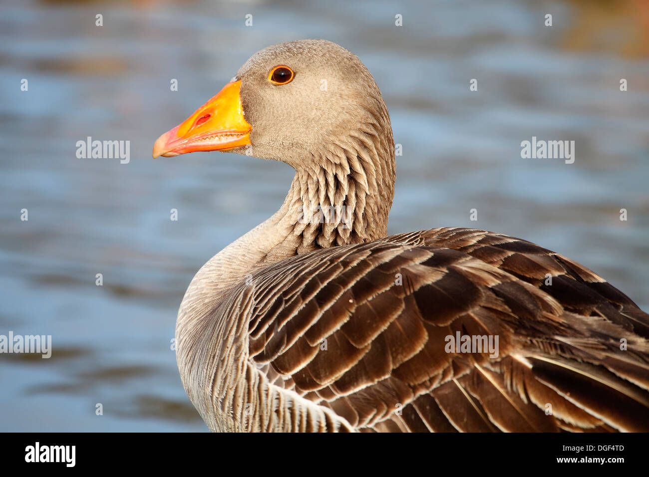common in the wild geese enjoying their habitat Stock Photo - Alamy