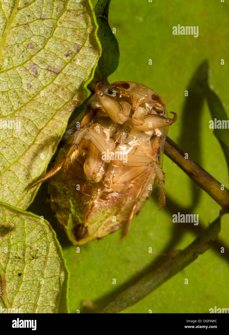 A Saucer bug. Photo taken in an aquarium set up and creature released ...