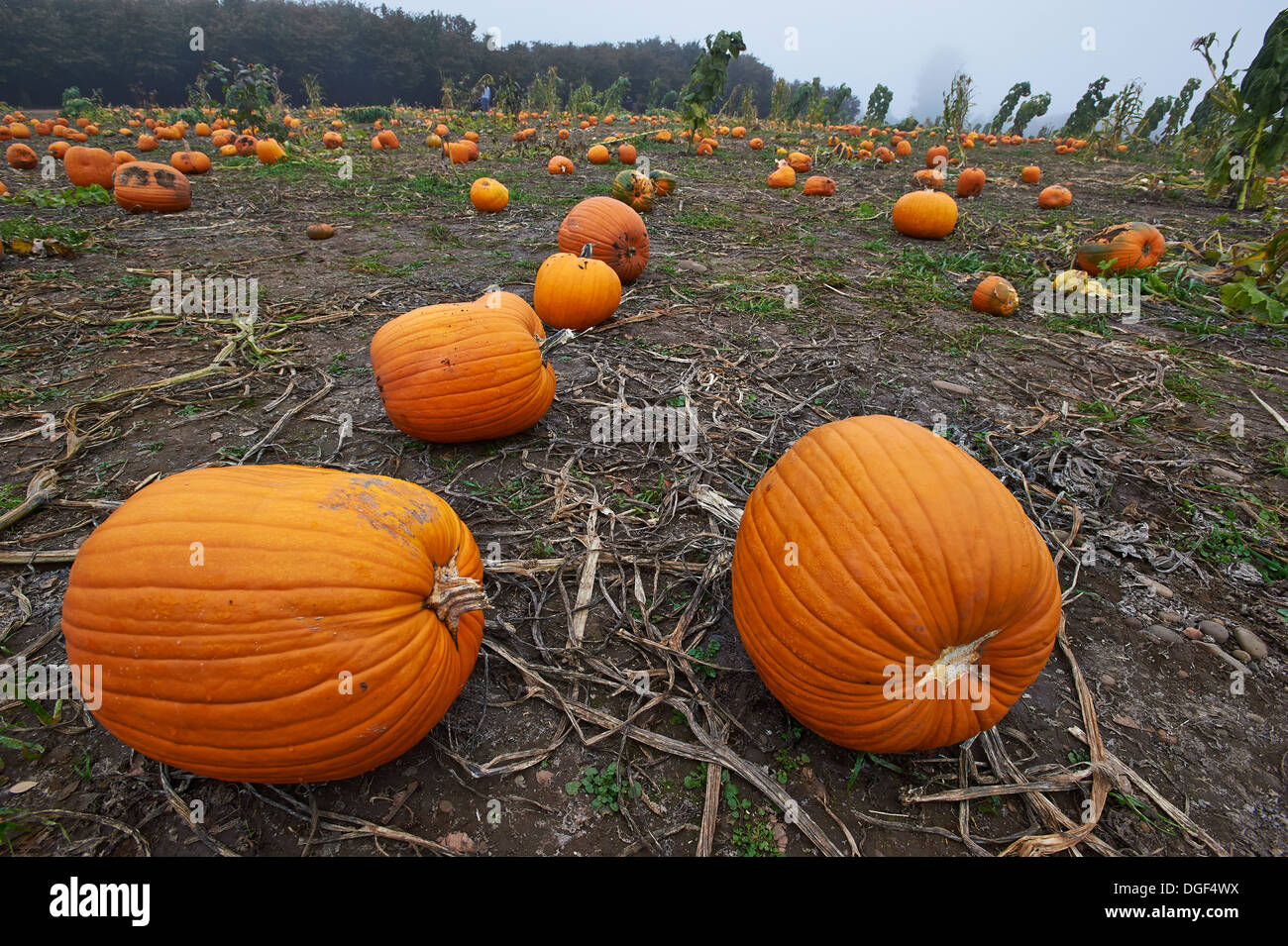 A pumpkin patch before Halloween Stock Photo - Alamy