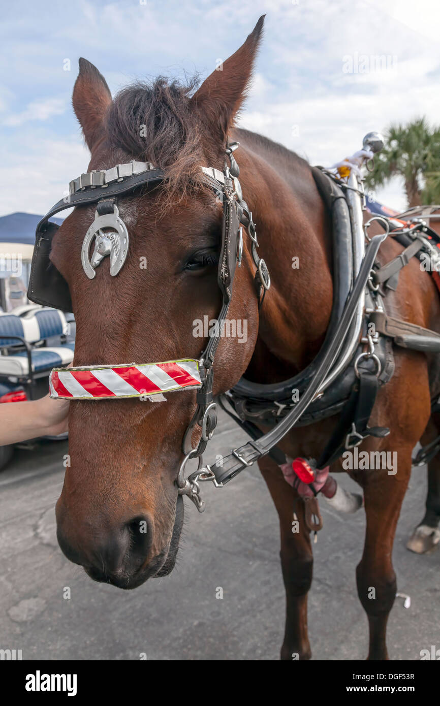 Horse yoke hi-res stock photography and images - Alamy