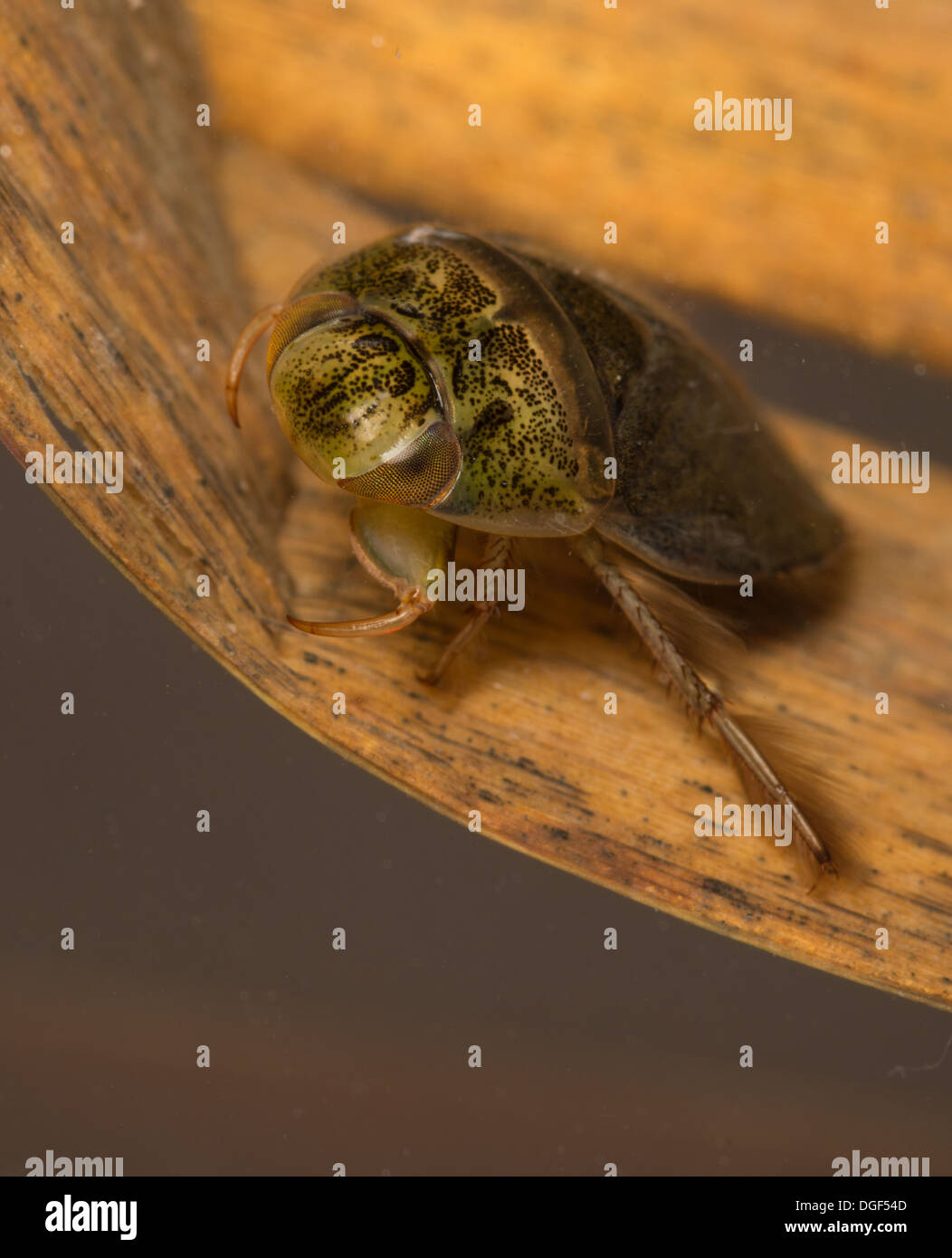 Naucoridae Aphelocheiridae And