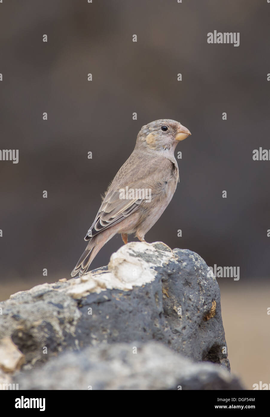Trumpeter Finch perched on a black volcanic rock on Lanzarote beach ...