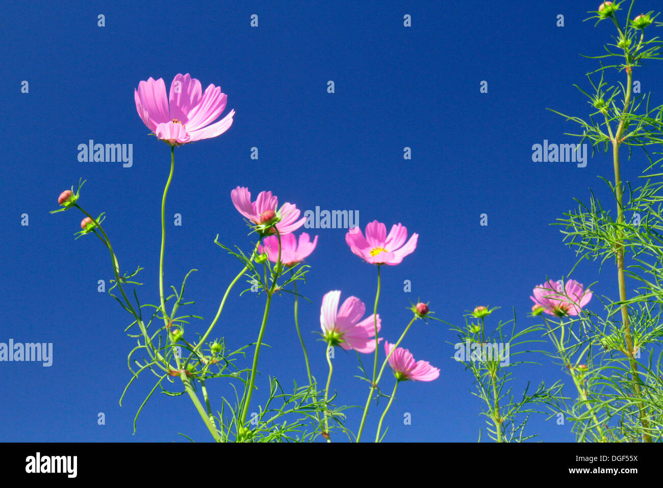 Cosmos and blue sky Tokyo Japan Stock Photo - Alamy
