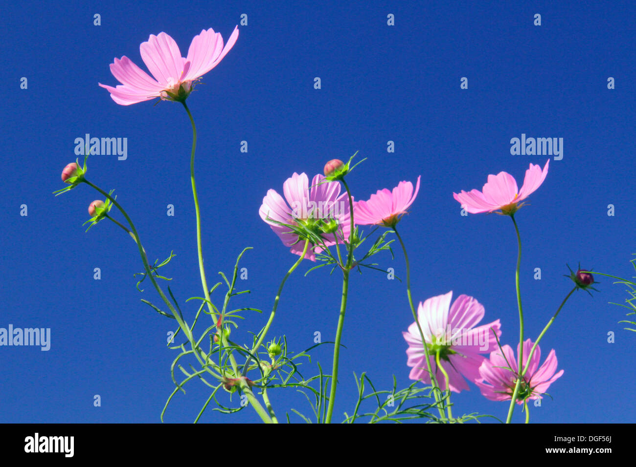 Cosmos and blue sky Tokyo Japan Stock Photo - Alamy