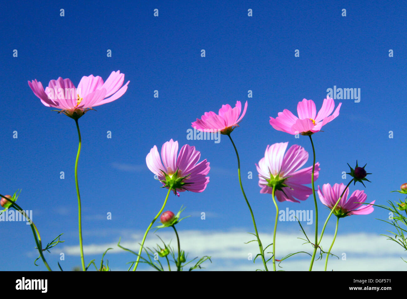 Cosmos and blue sky Tokyo Japan Stock Photo - Alamy