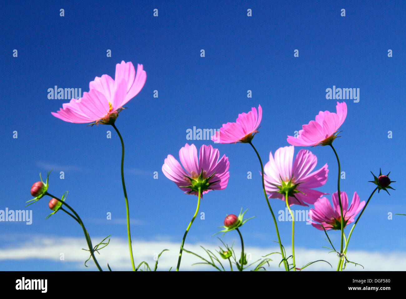 Cosmos and blue sky Tokyo Japan Stock Photo - Alamy