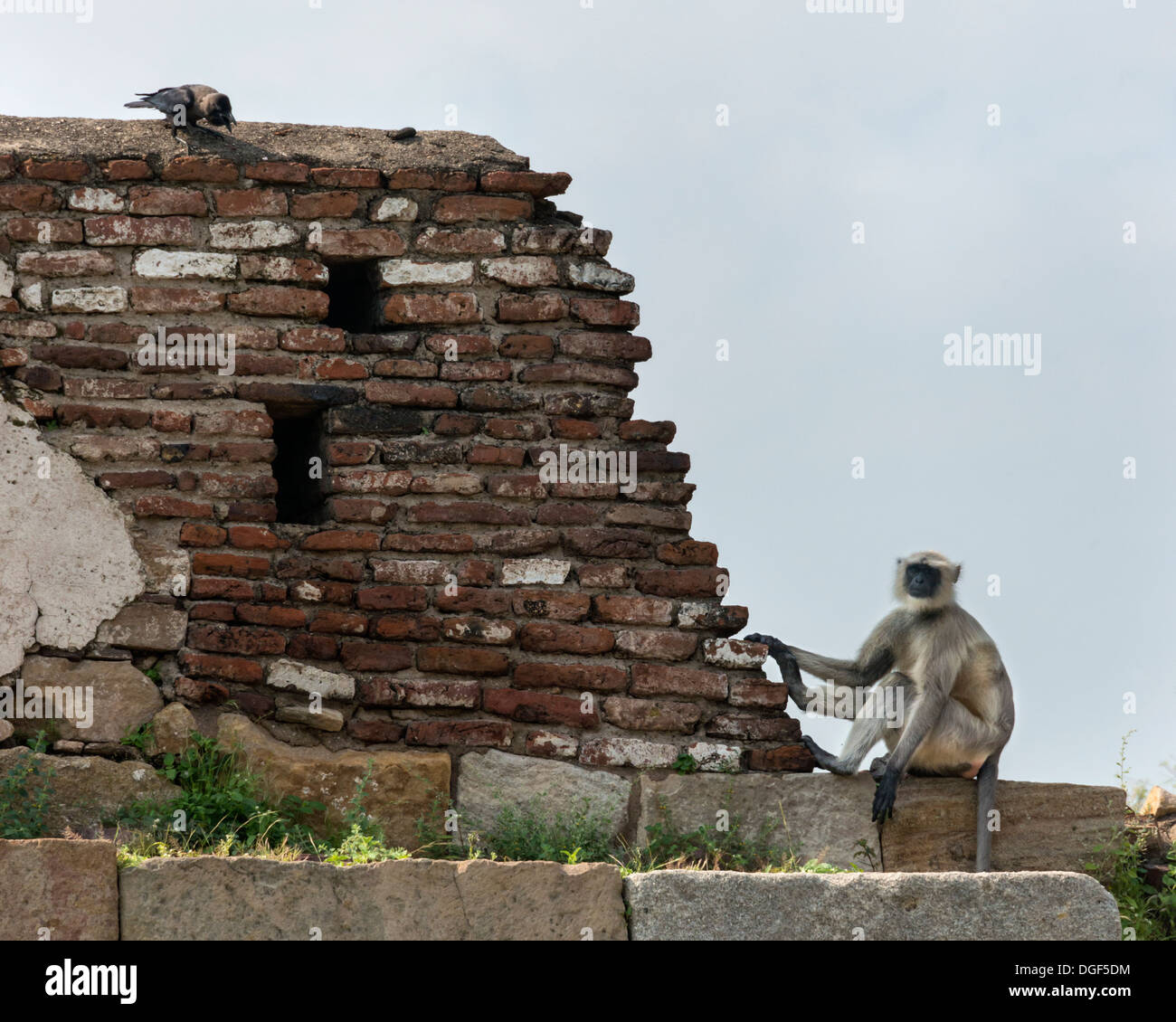 Indian house crow hi-res stock photography and images - Alamy