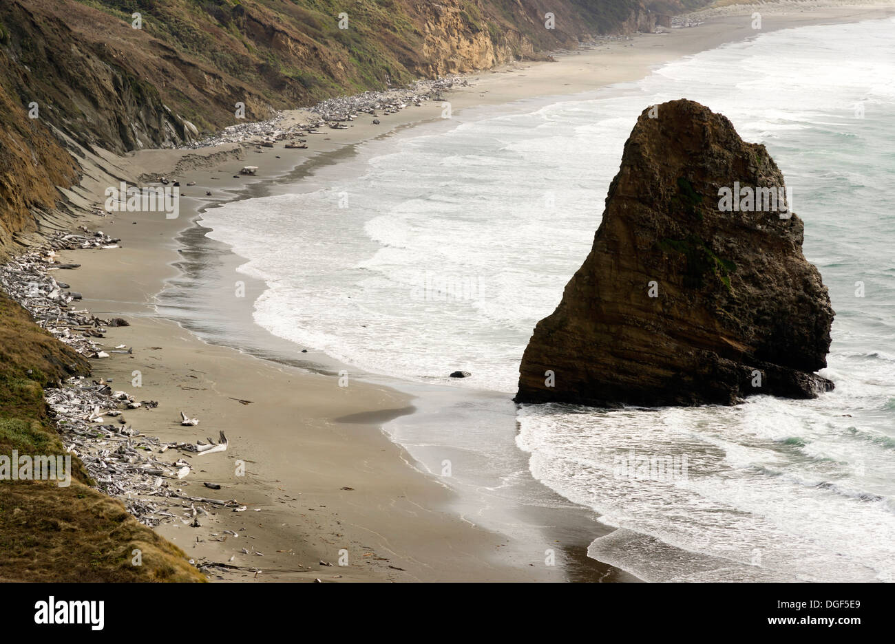 Driftwood beach ocean hi-res stock photography and images - Alamy
