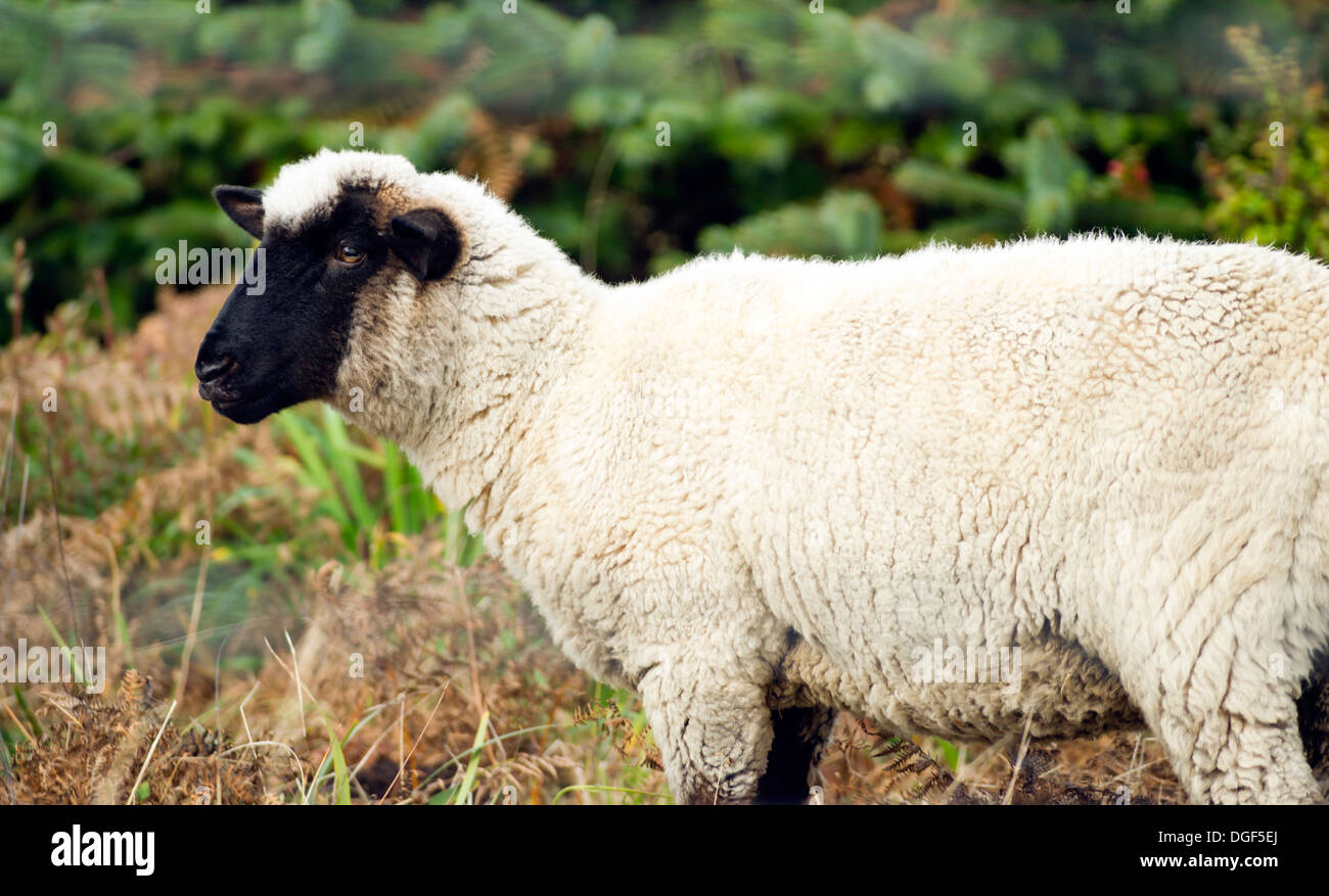 Domestic sheep grazing the day away on an Oregon ranch Stock Photo - Alamy