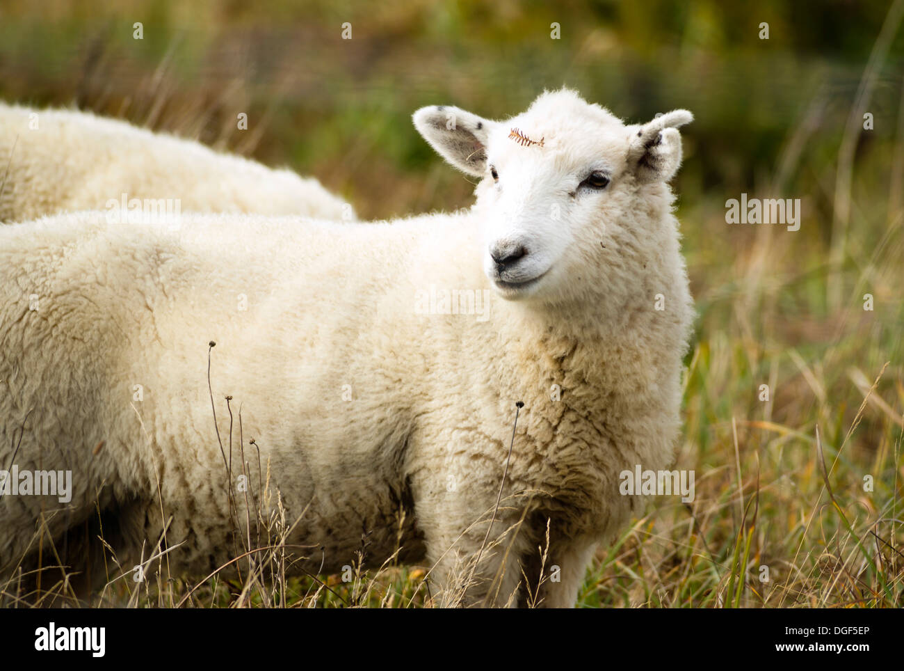 Oregon ranch country hi-res stock photography and images - Alamy