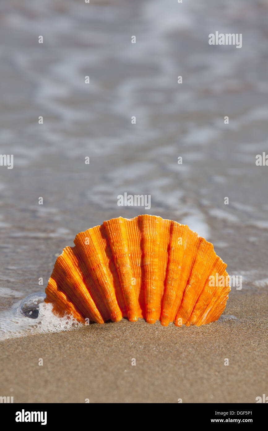 Lions paw scallop shell hi-res stock photography and images - Alamy