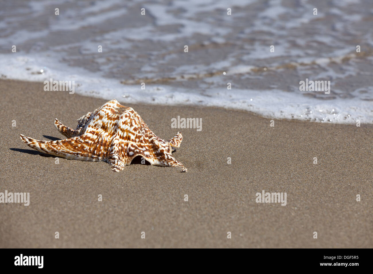 Single Conch Shell is lying flat in the Sand on the Beach and in the ...