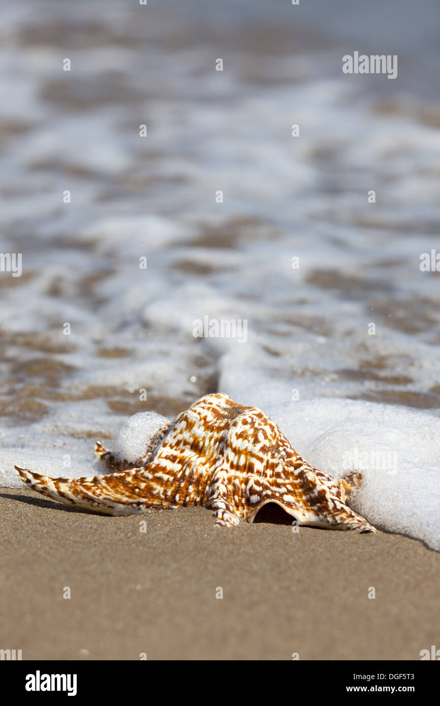 Close up view of a single Conch Shell is lying flat in the Sand on the ...