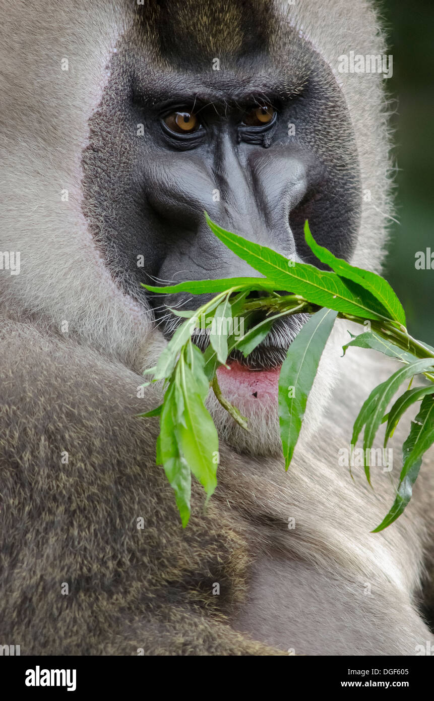 Drill Monkey High Resolution Stock Photography and Images - Alamy