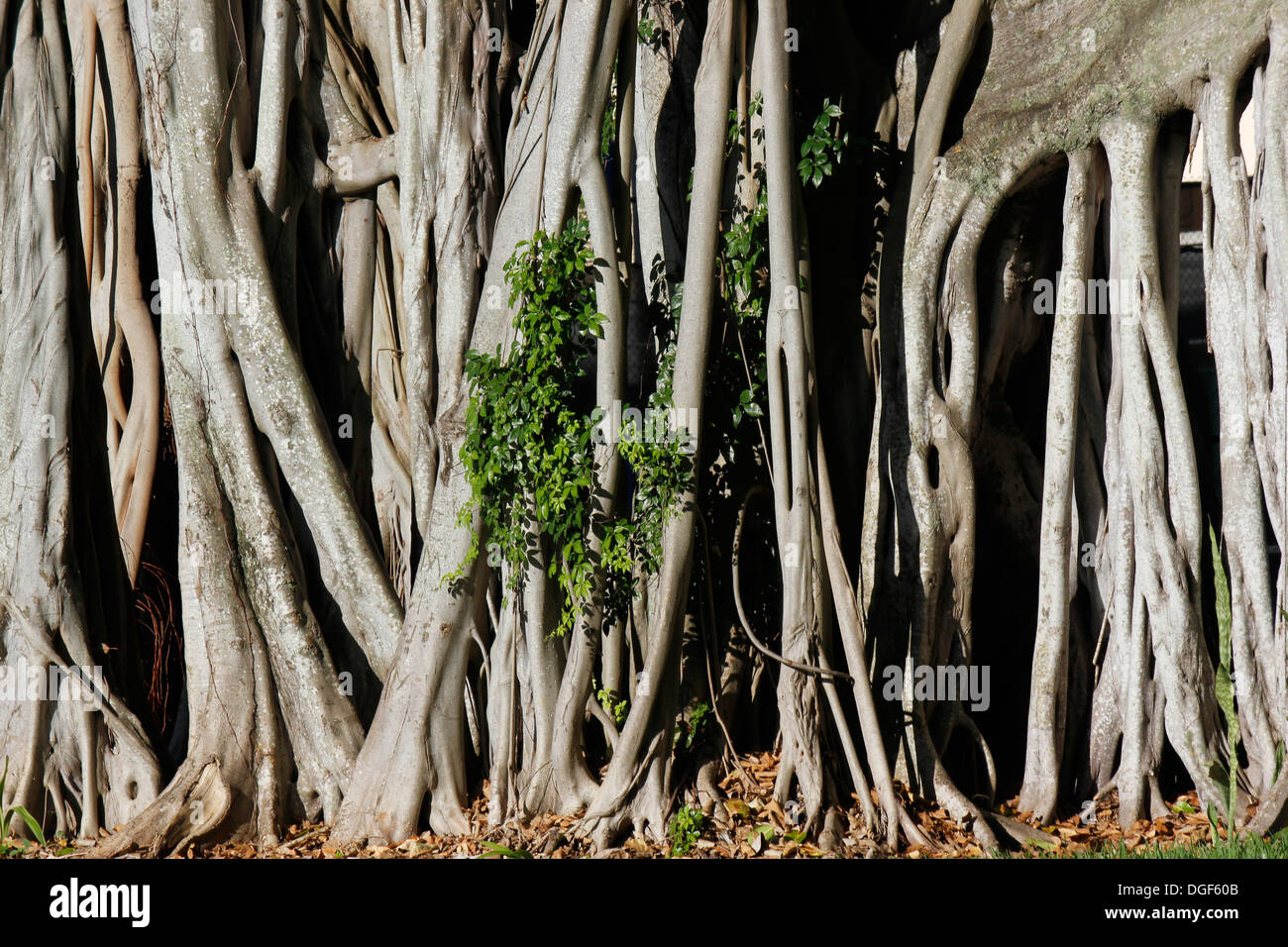 Close-up of the auxiliary roots of a banyan tree (Ficus, fig tree Stock Photo - Alamy