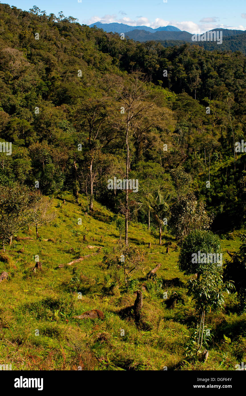 Rainforest Habitat Destruction