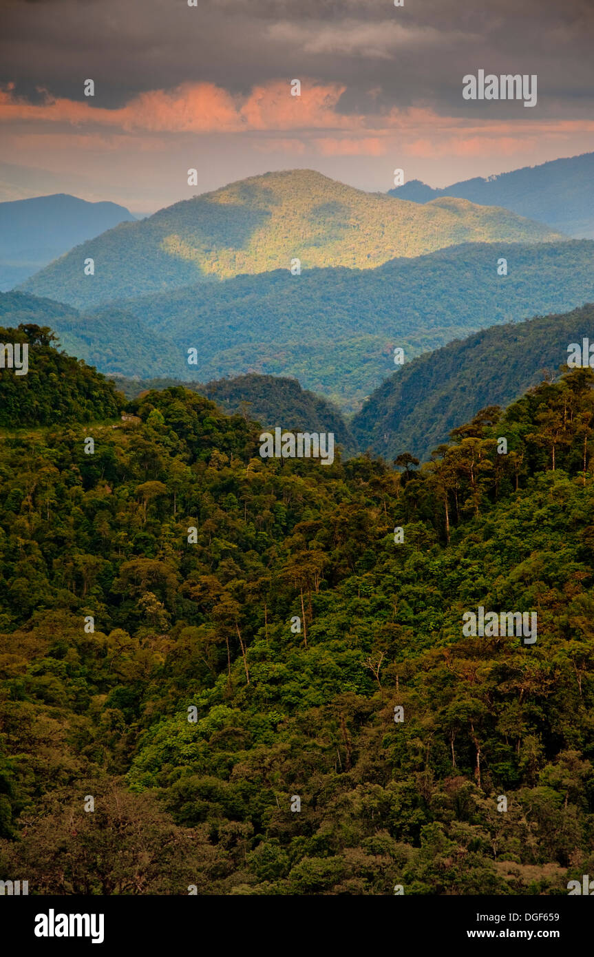 Rainforest peru andes hi-res stock photography and images - Alamy