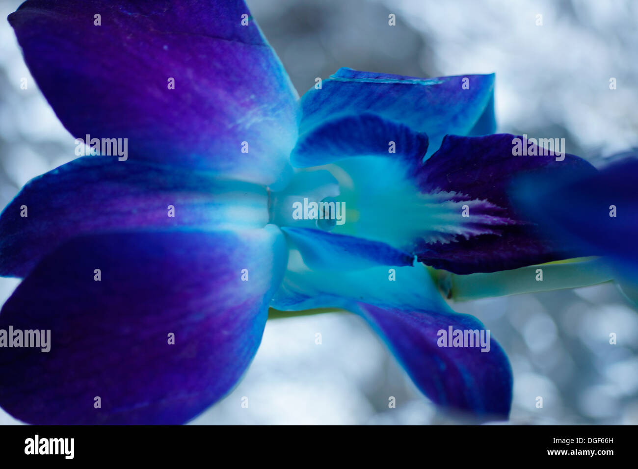 Macro shot of a blue-dendrobium orchid Stock Photo - Alamy