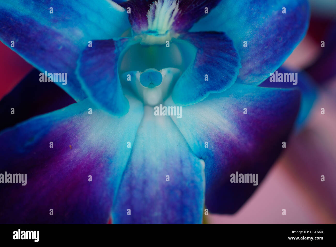 Dendrobium bom hi-res stock photography and images - Alamy