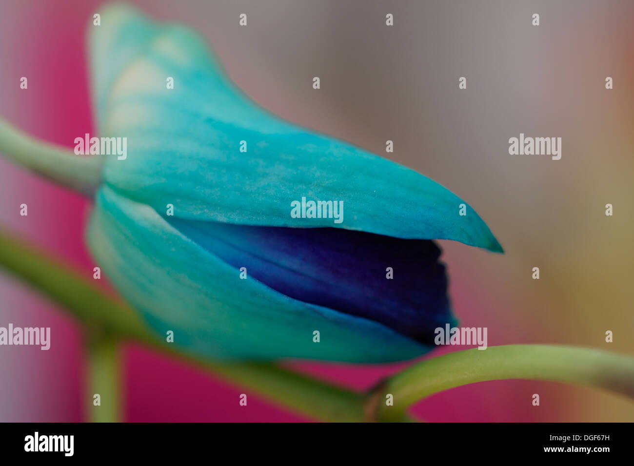 Dendrobium bom hi-res stock photography and images - Alamy