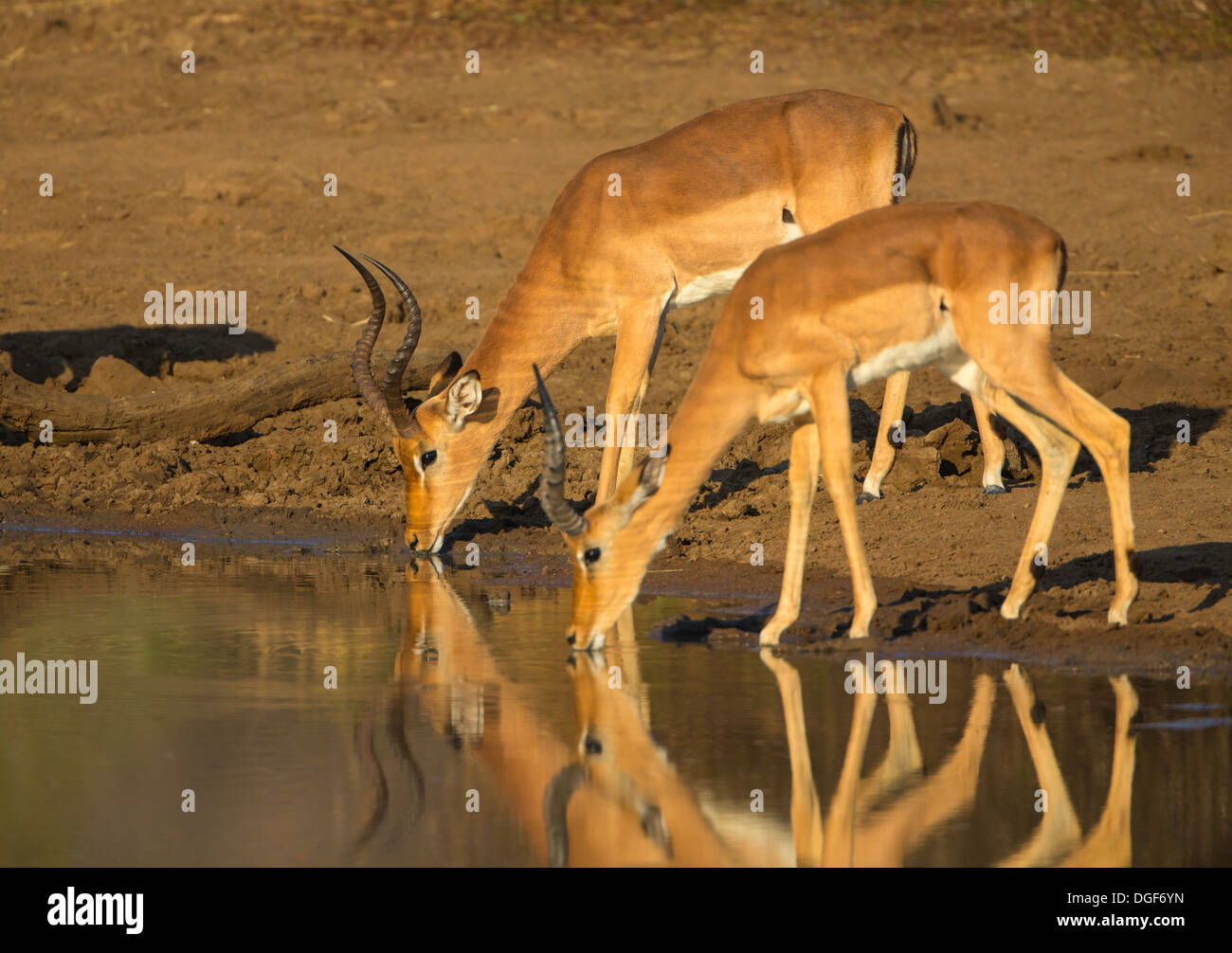 impala males drinking at rathlogo waterhole Stock Photo - Alamy