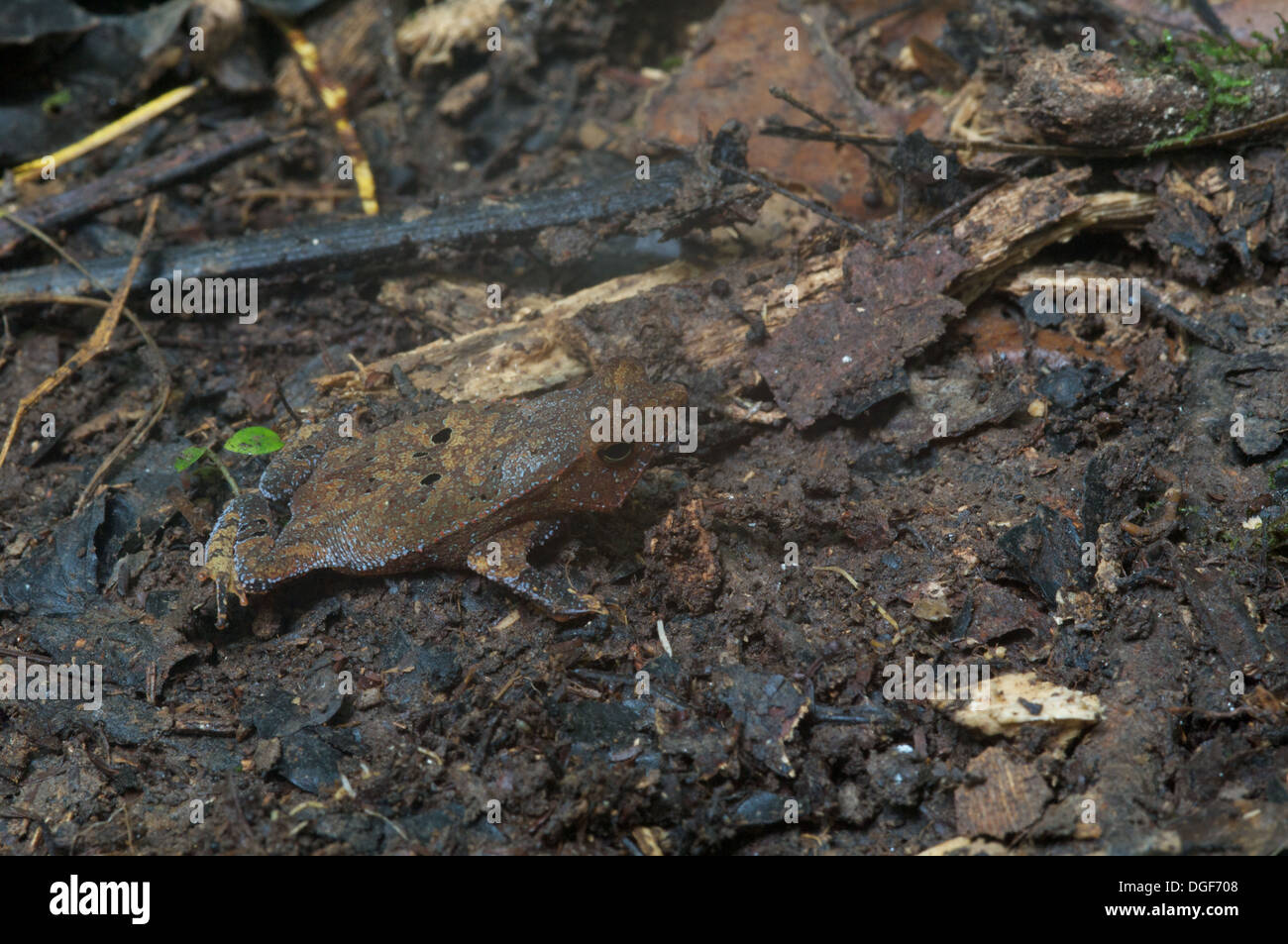 A Crested Forest Toad (Rhinella margaritifera) camouflaged in the leaf ...