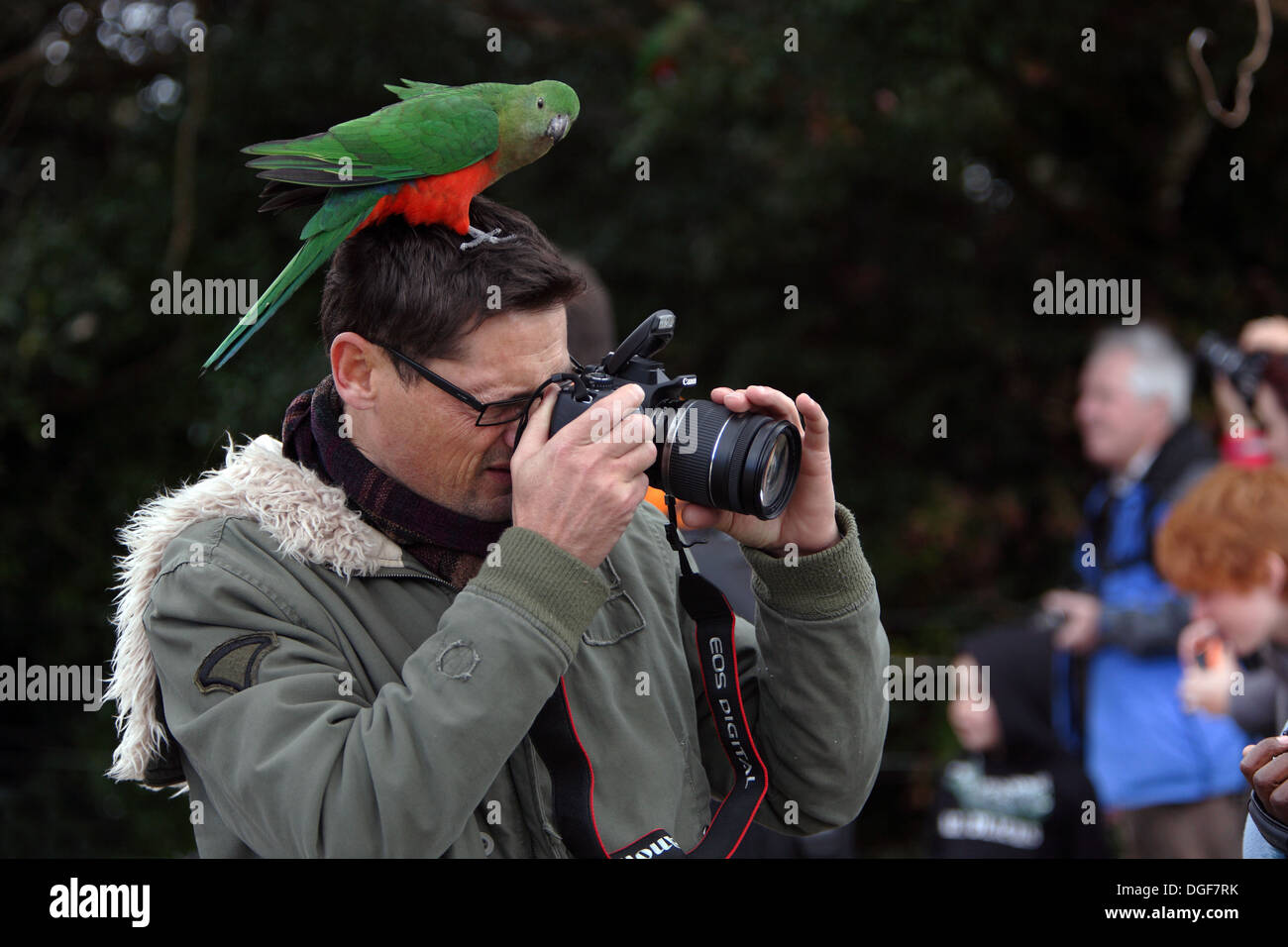 Inquisitive King Parrots during bird feeding at O'Reillys Rainforest ...