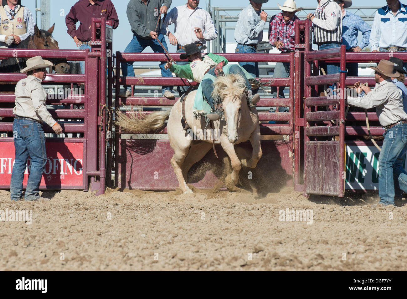 Bucking ram hi-res stock photography and images - Alamy