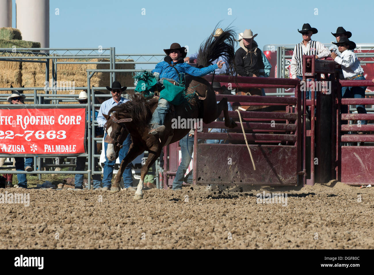 Bucking ram hi-res stock photography and images - Alamy