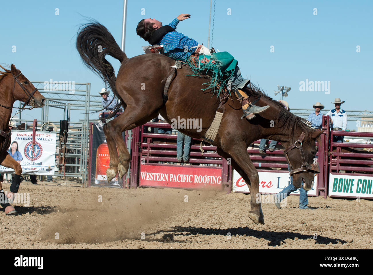 Bucking ram hi-res stock photography and images - Alamy