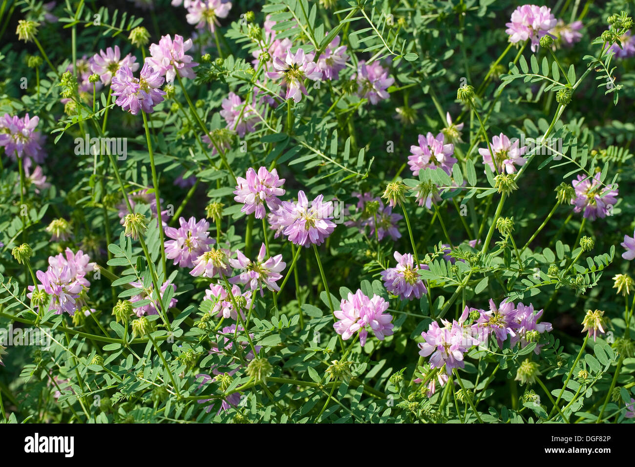 Trailing Crown Vetch, Bunte Kronwicke, Securigera varia, Coronilla ...