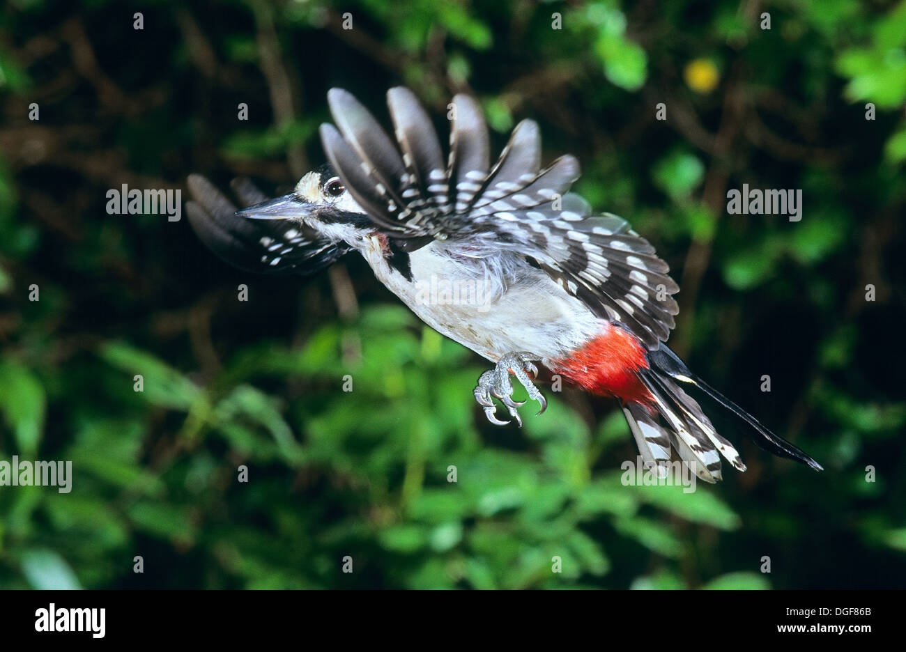 Great Spotted Woodpecker, flight, Buntspecht, fliegend, Flug, Flugbild ...