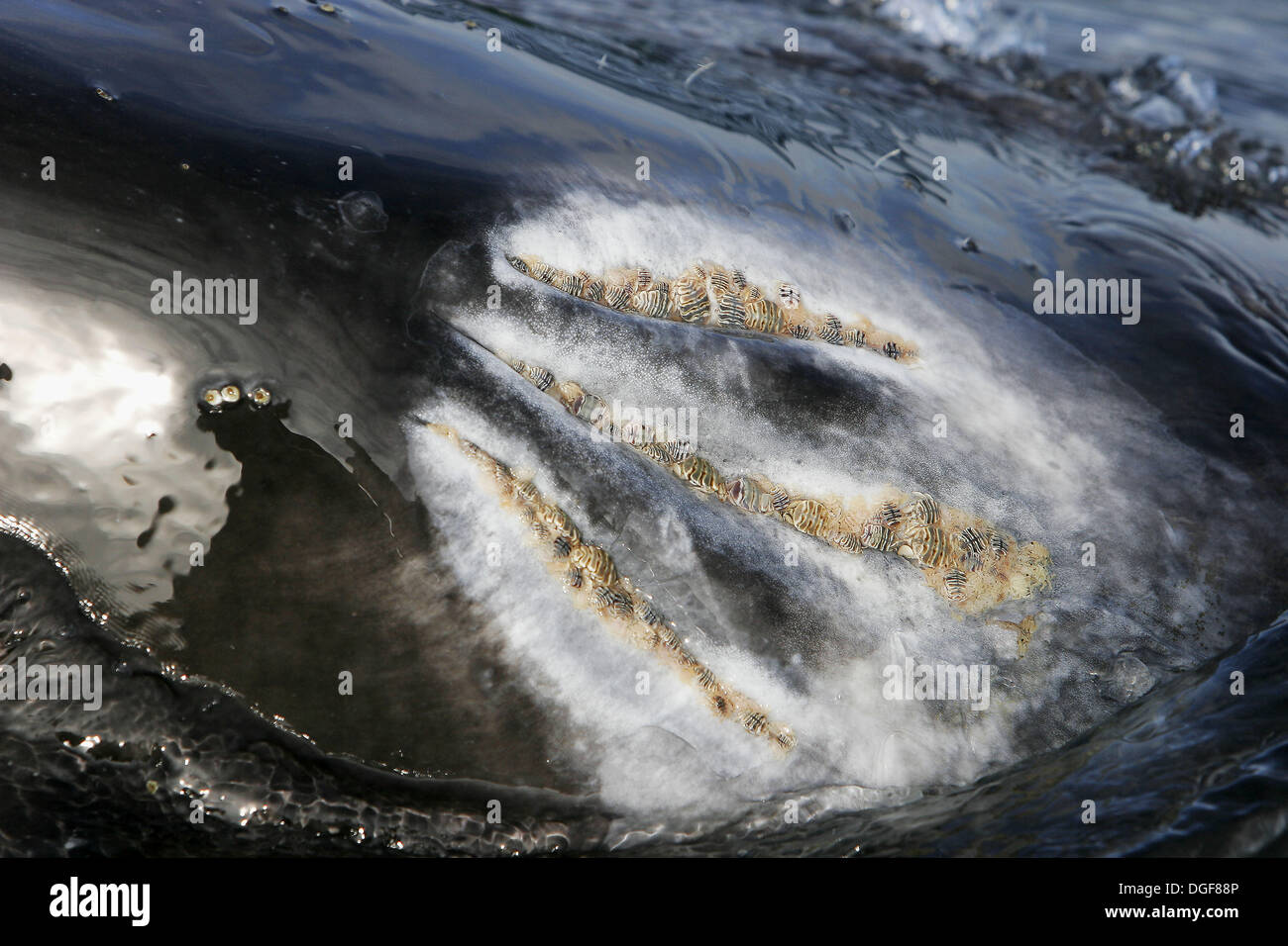 Whale louse hi-res stock photography and images - Alamy