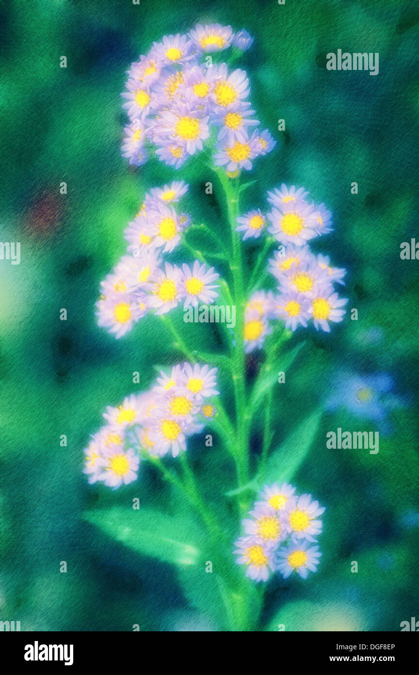 Jindai tatarian daisy hi-res stock photography and images - Alamy