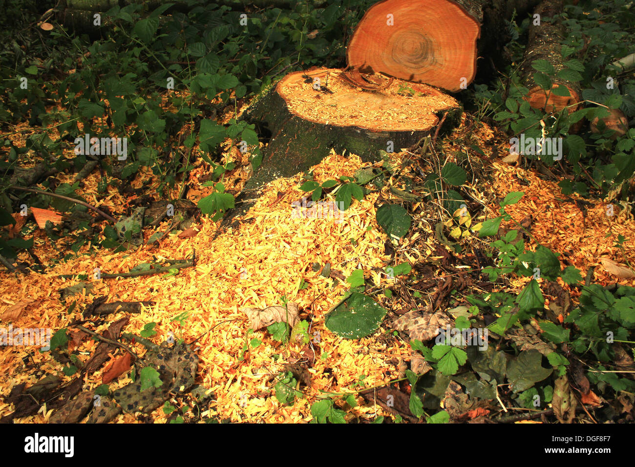 Chainsaw stump hi-res stock photography and images - Alamy