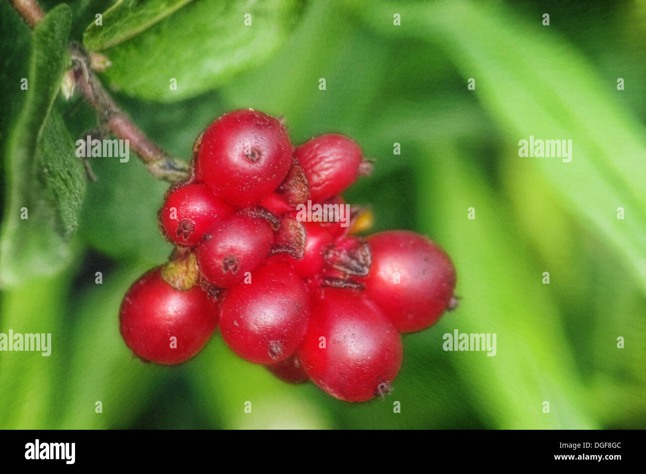 Honeysuckle seed hi-res stock photography and images - Alamy