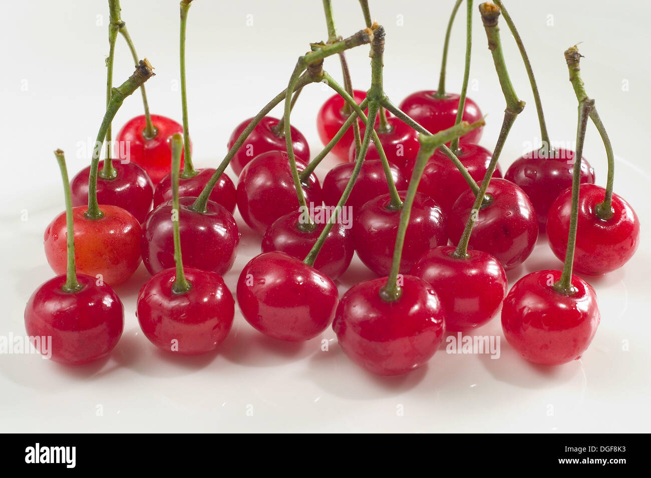 Morello tree hi-res stock photography and images - Alamy