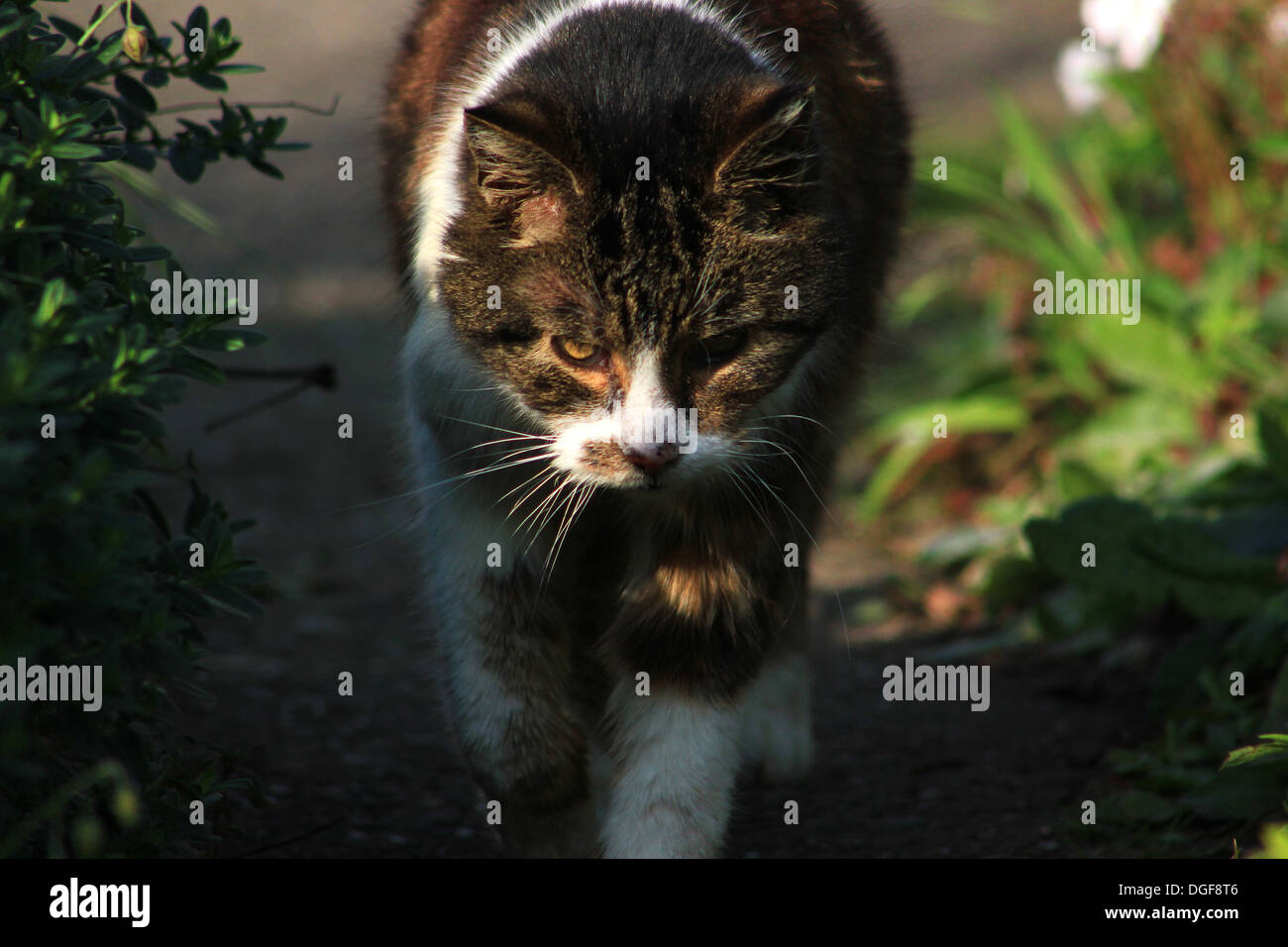 Garden yard hi-res stock photography and images - Alamy