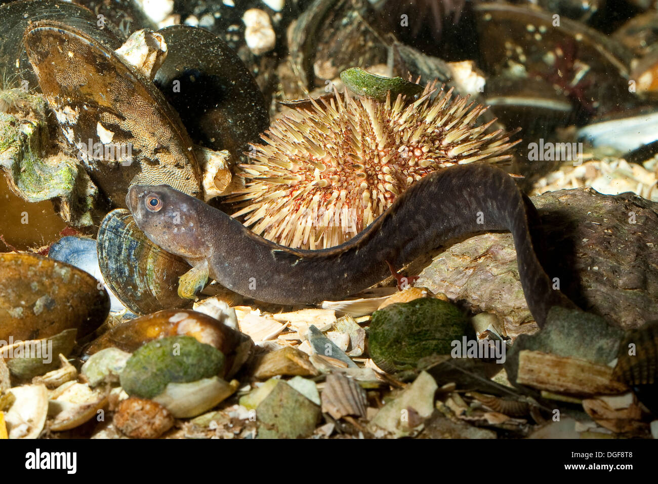 butterfish, gunnel, Butterfisch, Butter-Fisch, Messerfisch, Messer ...