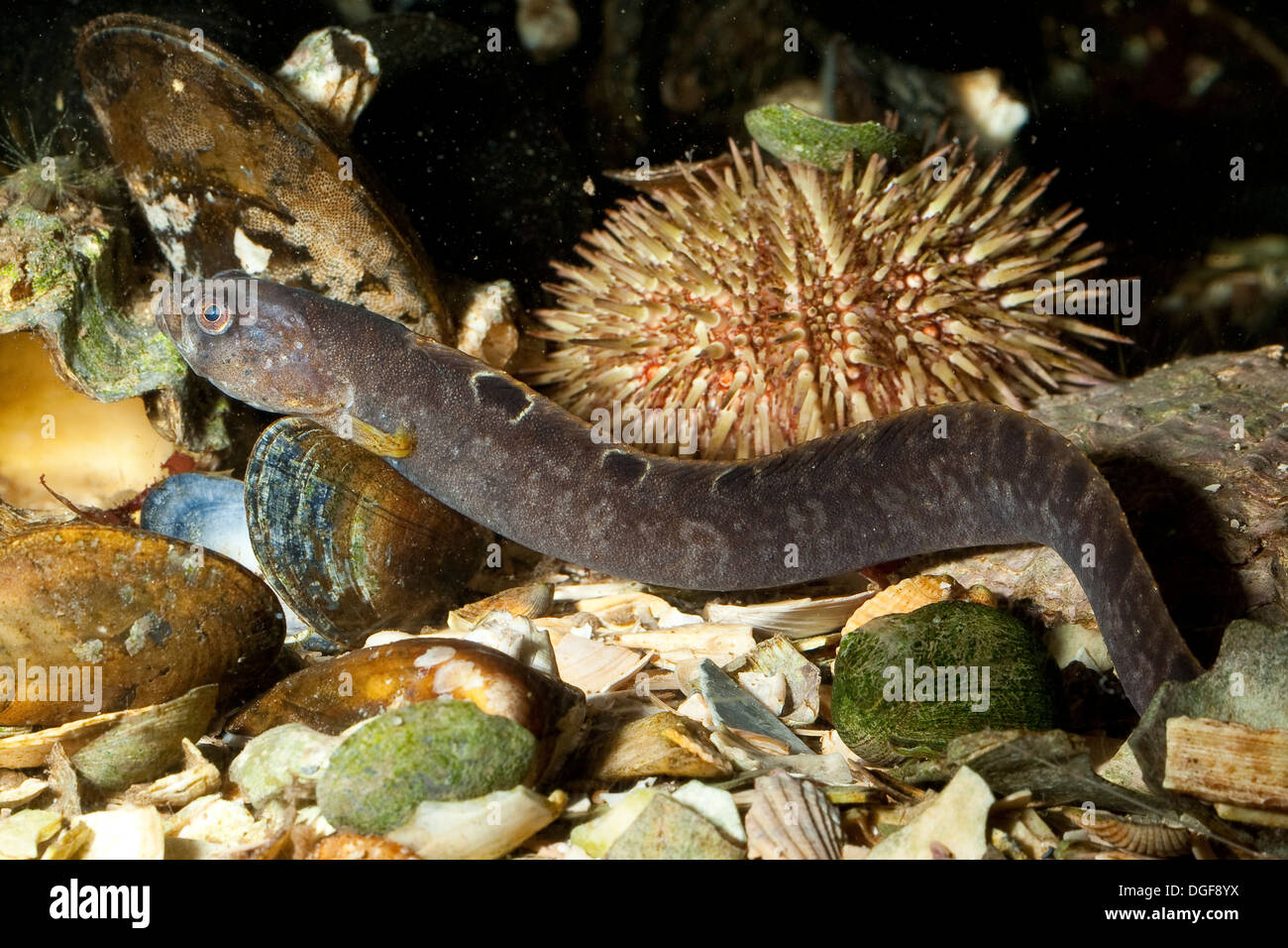 Gunnel fish hi-res stock photography and images - Alamy