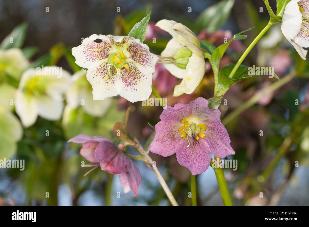 Christmas rose, black hellebore, Christrose, Schneerose, Weihnachtsrose ...