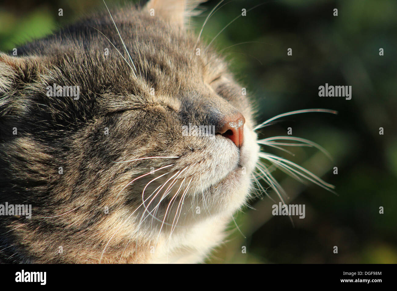 Happy tabby cat hi-res stock photography and images - Alamy