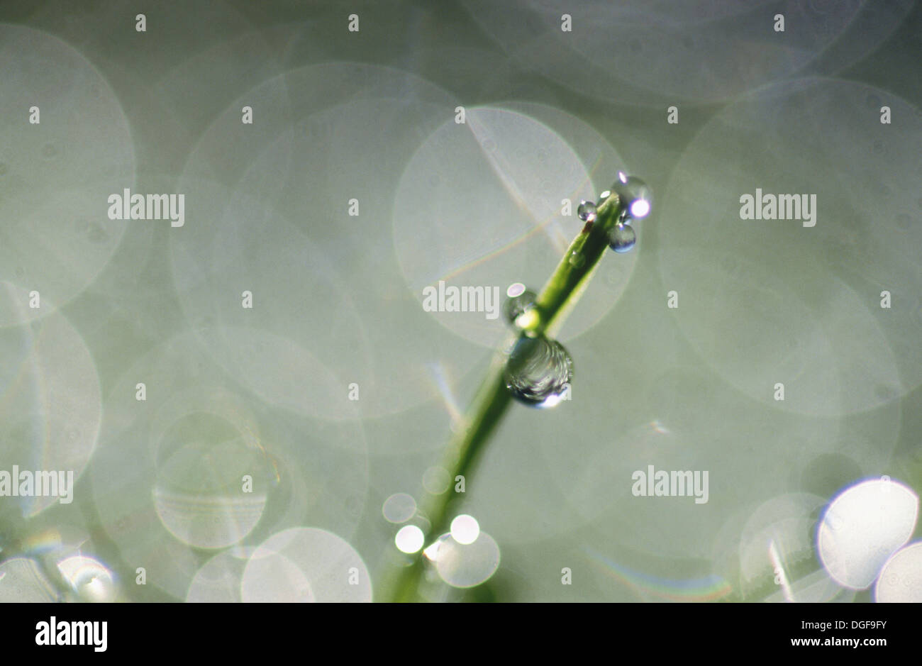 Equisetum Sp High Resolution Stock Photography and Images - Alamy