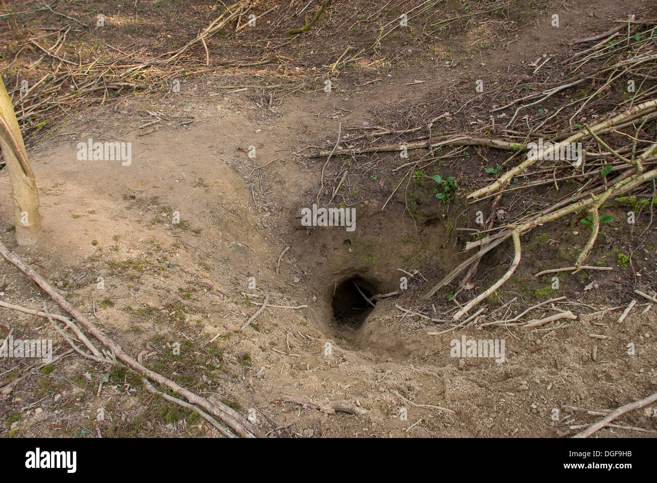 Old World badger, brock, badger set, badger sett, badger's set, badger ...