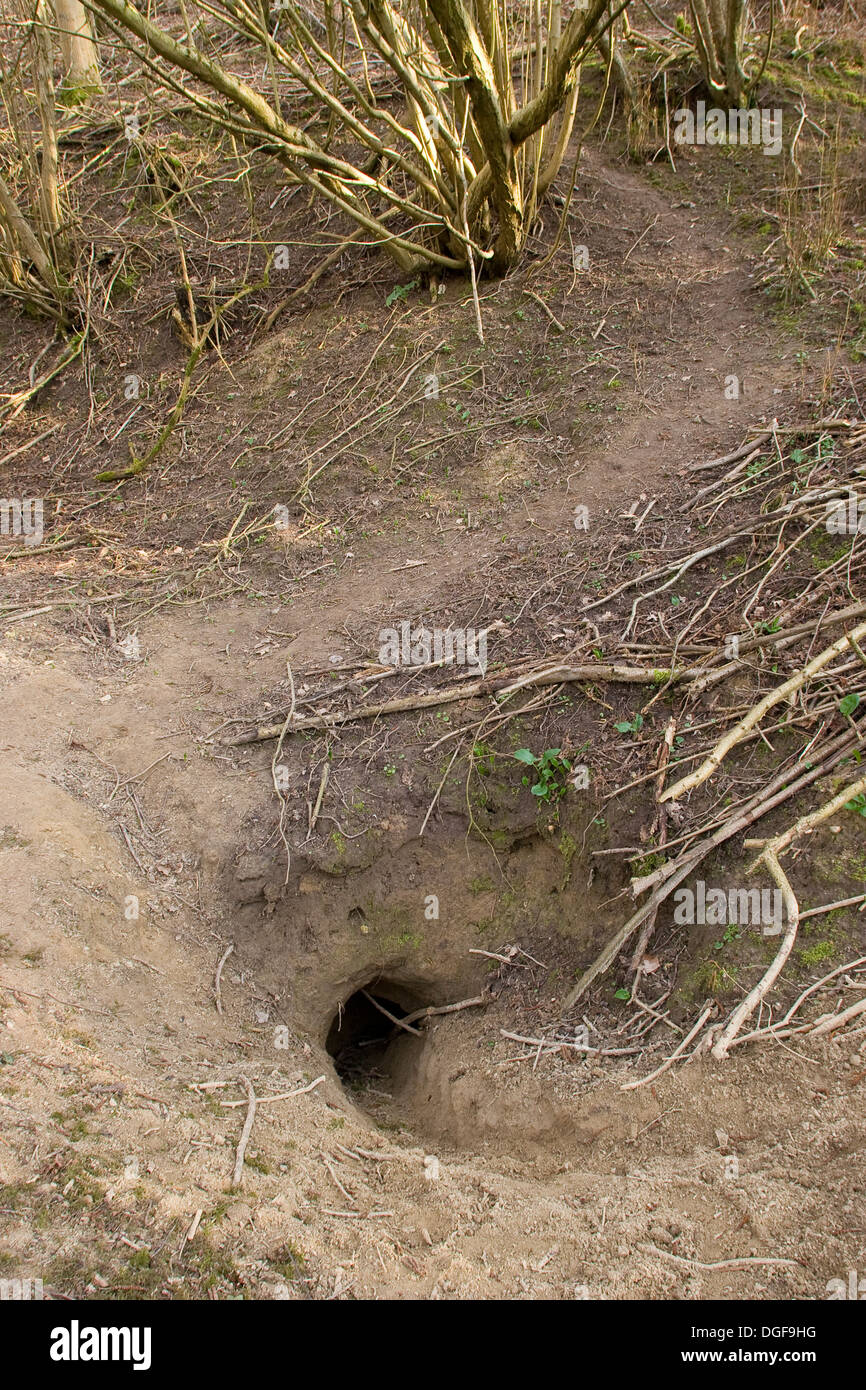 Old World badger, brock, badger set, badger sett, badger's set, badger ...