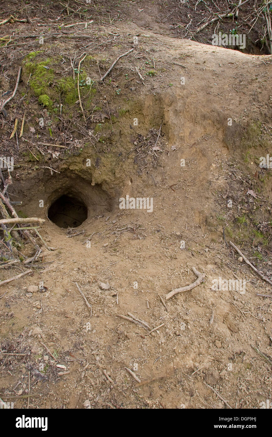 Old World badger, brock, badger set, badger sett, badger's set, badger ...