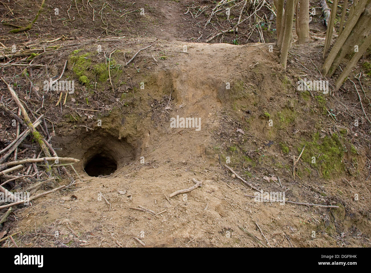 Old World badger, brock, badger set, badger sett, badger's set, badger ...