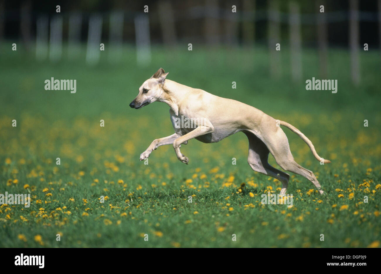 Arabian greyhound (sloughi) hi-res stock photography and images - Alamy